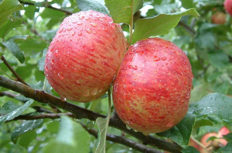 Dessert & Cider Apples | Maple Grove Nursery