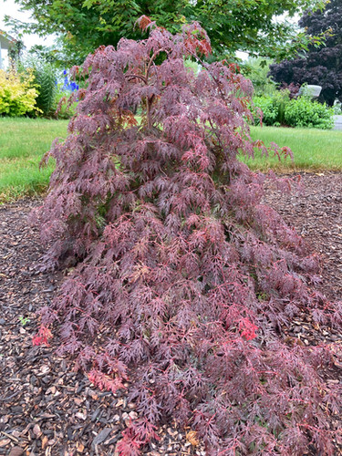 'Orangeola' Laceleaf Japanese Maple | Maple Grove Nursery