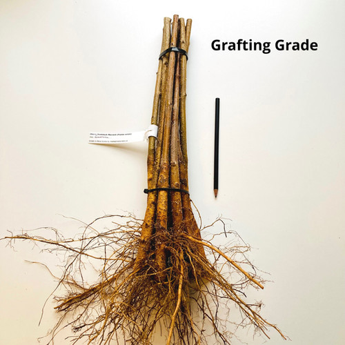 Mazzard Cherry Rootstock (per 10) | Maple Grove Nursery