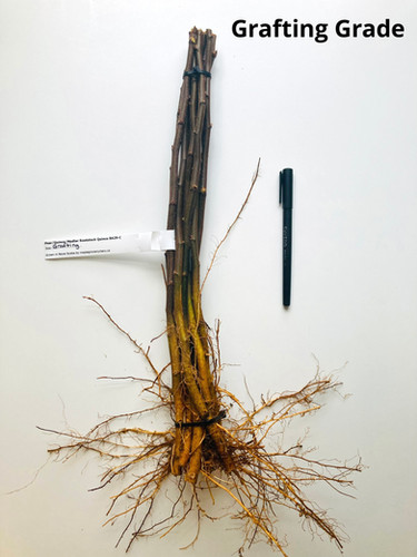 Quince BA29-C Rootstock for Pear, Quince & Medlar(per 10) | Maple Grove ...