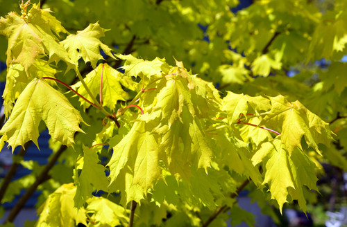 'Princeton Gold' Norway Maple | Maple Grove Nursery