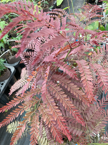 ‘Ruby Lace' Red Honey Locust | Maple Grove Nursery