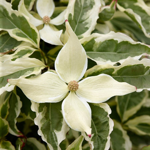 Cornus kousa 'Summer Fun' | Maple Grove Nursery