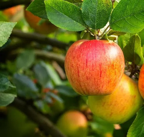 King | Maple Grove Nursery