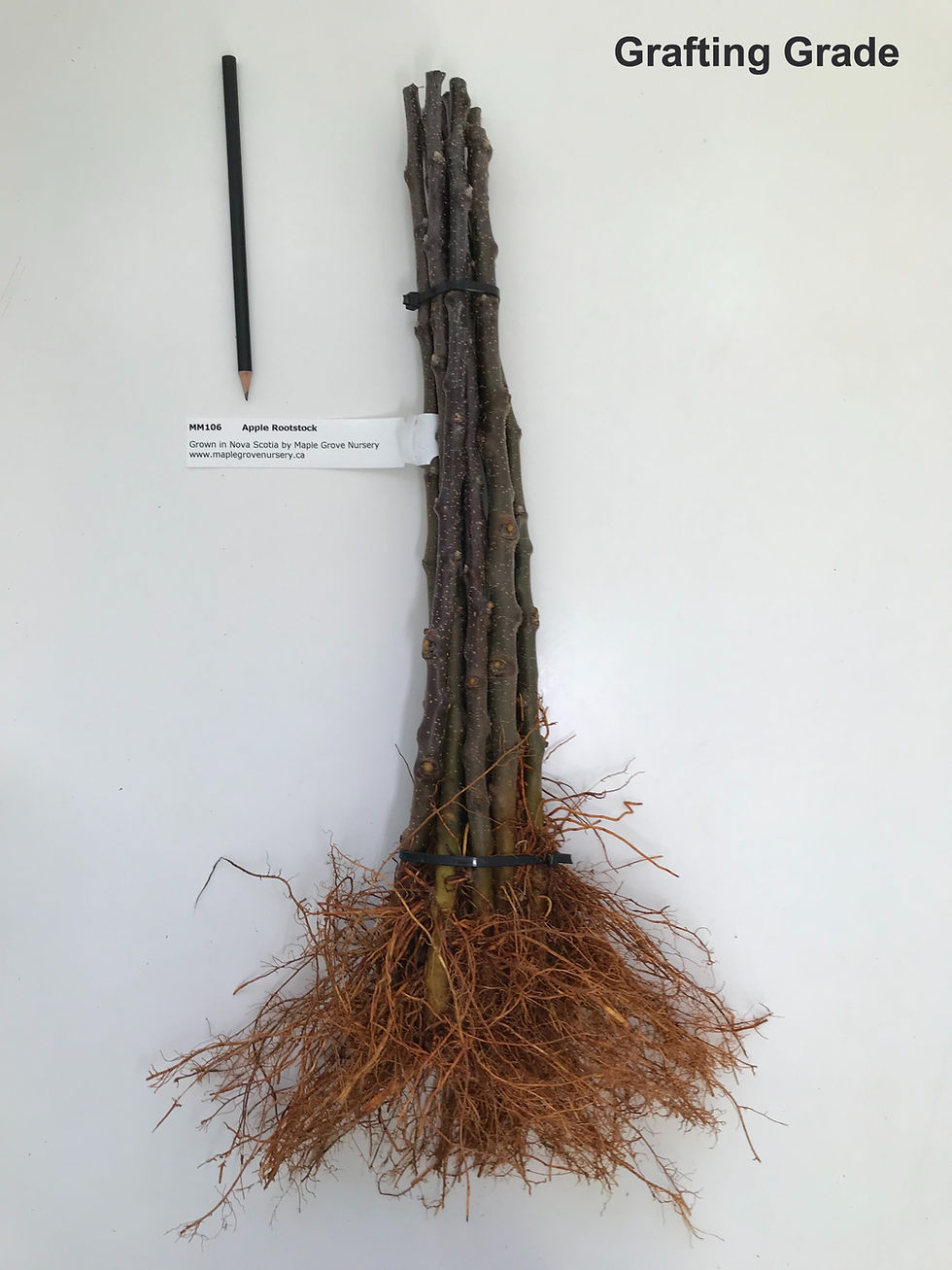 Rootstocks | Maple Grove Nursery