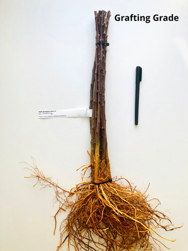 Emla 27 (M27) Apple Rootstock (per 10) | Maple Grove Nursery