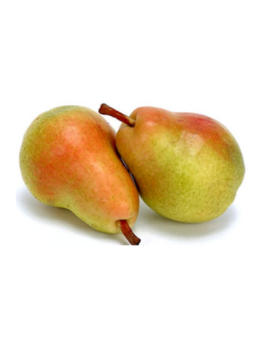 Pear 'Flemish Beauty' | Maple Grove Nursery