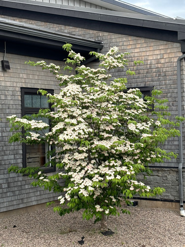 Cornus kousa 'Ruth Ellen' | Maple Grove Nursery