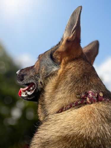 Rope Collar (Adjustable) | Brindle & Bramble