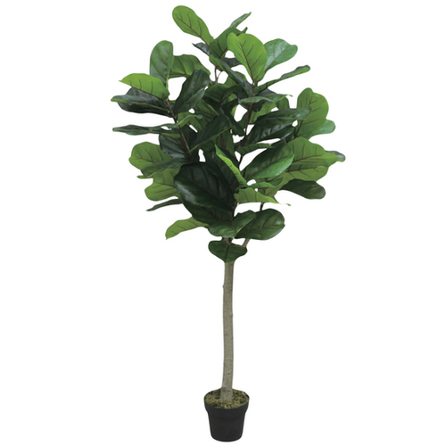 Artificial Fiddle Large Leaf 180cm | Gift it