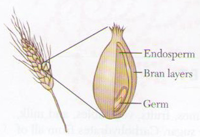 A Guide to Wholemeal Flour | FPM Cereal Milling Systems