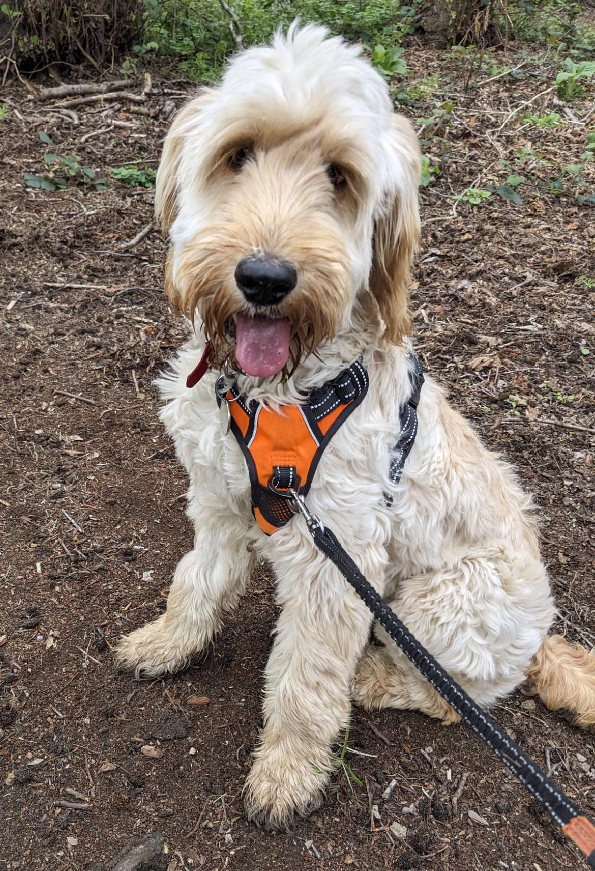 Maggie | Broken Halo Rescue UK