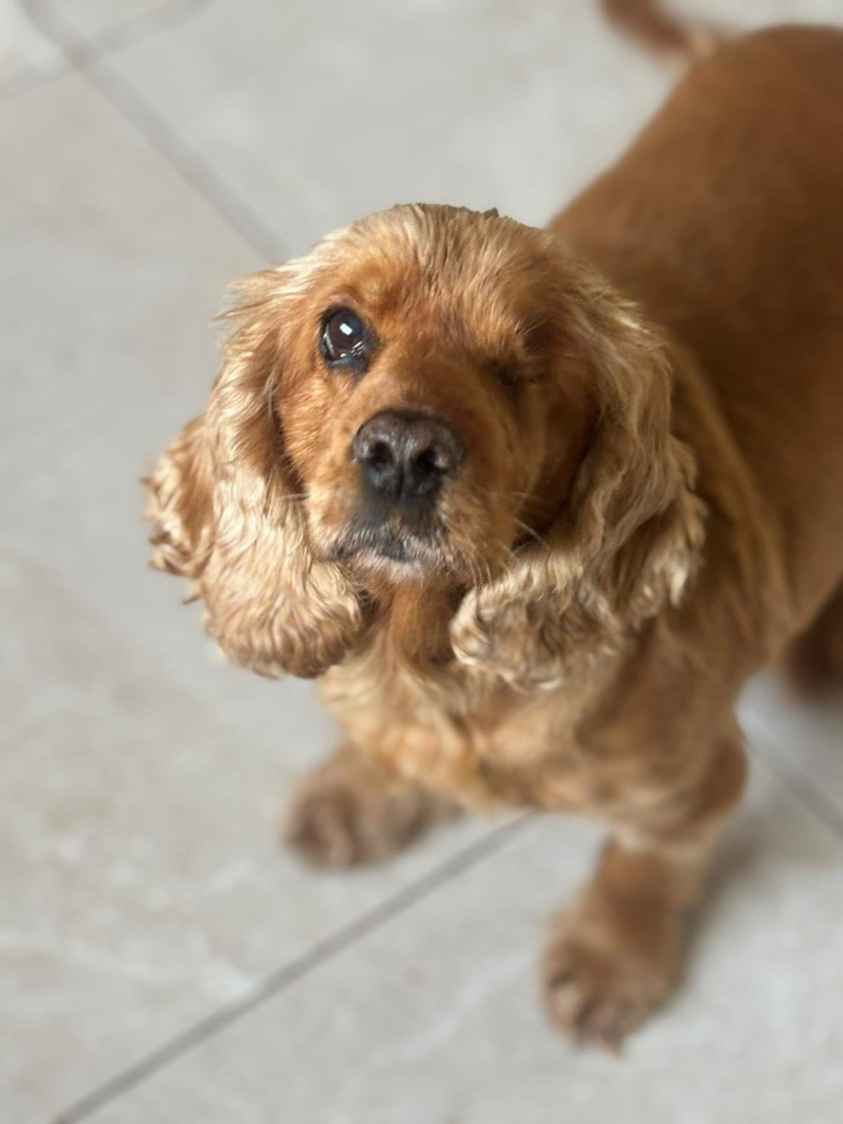 Coco | Broken Halo Rescue UK