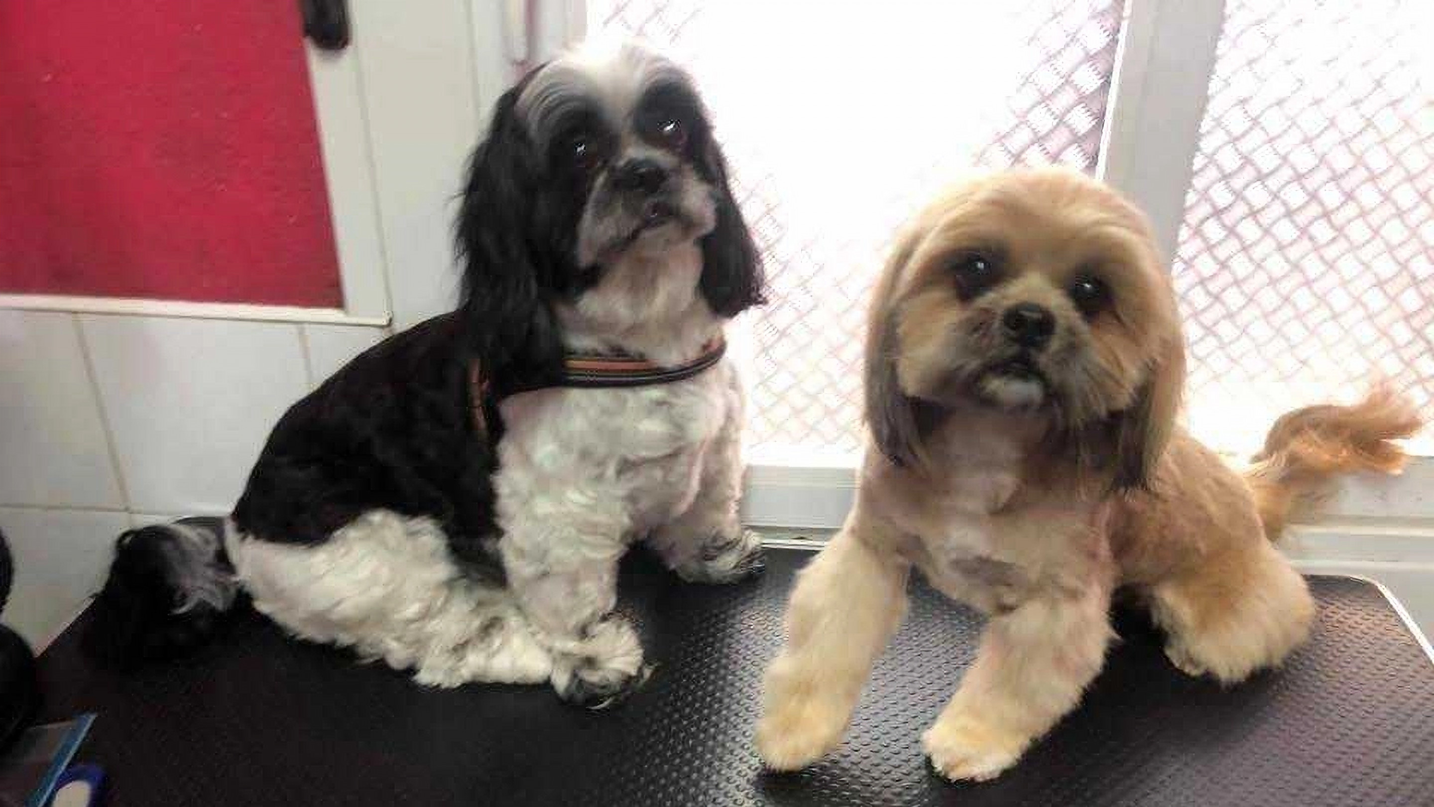 Bobby and Timmy | Barkinside Sanctuary