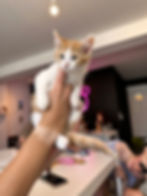 Home | Meow Cat Cafe Essex