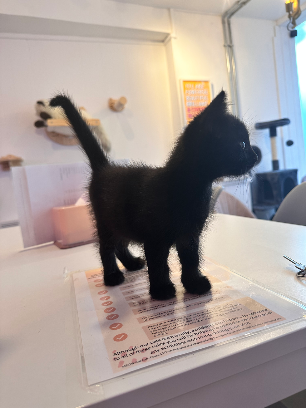 Home | Meow Cat Cafe Essex