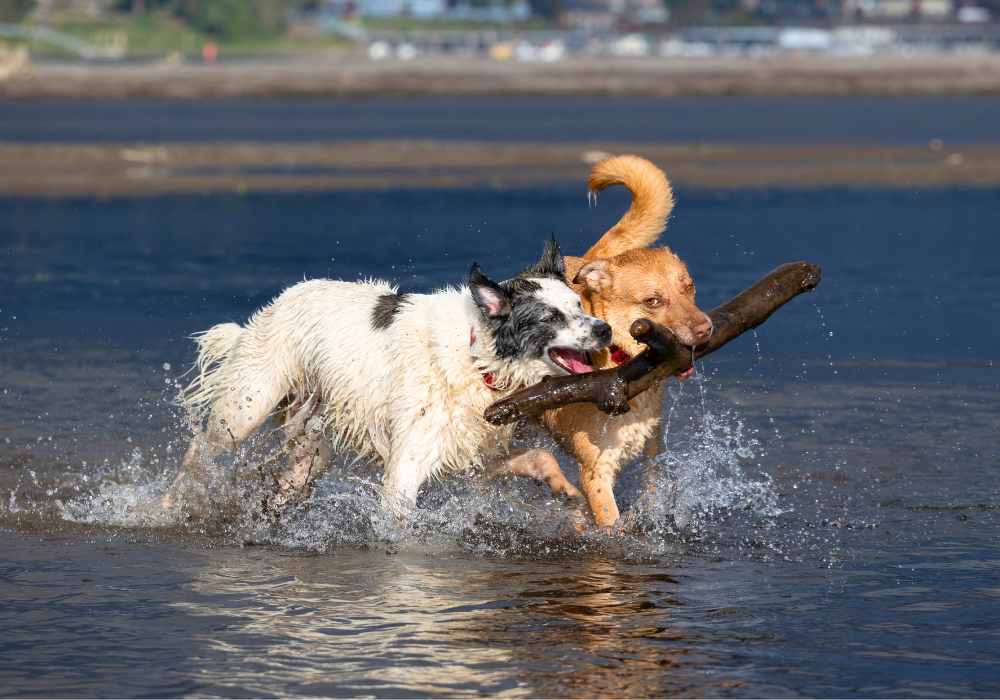 The splendor of dog play