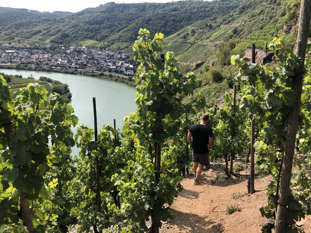 Wandern an der Mosel: Calmont Klettersteig- der steilste Weinberg Europas!