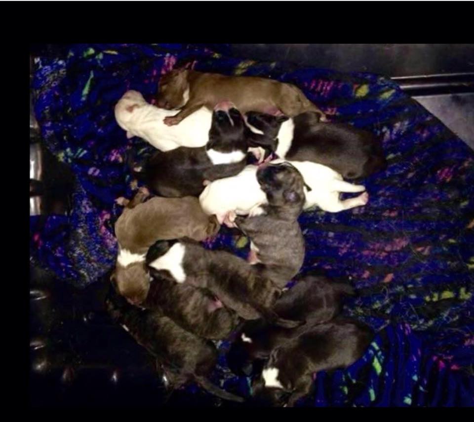 Hope for Life Rescue