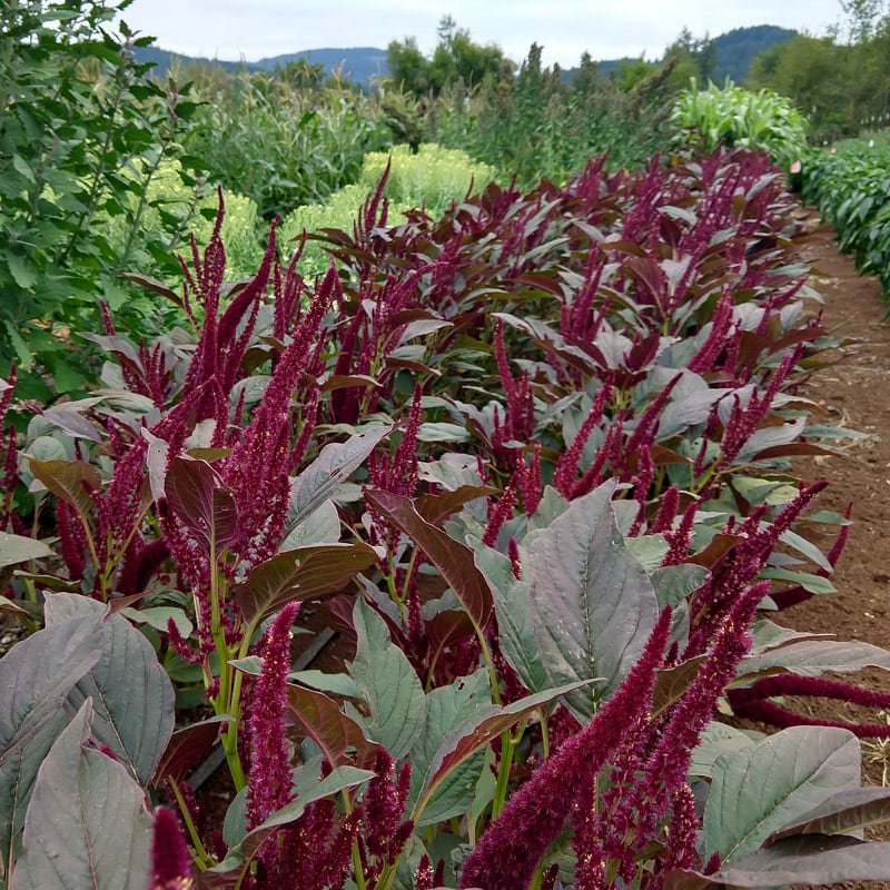 amaranth