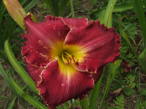Myra Waters | ShepardHillDaylily