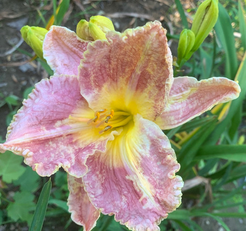 Lady Khan | ShepardHillDaylily