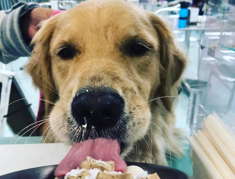 Salty Paws Ice Cream Shop for Dogs