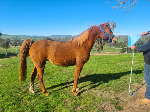 OSO HONOR | OSO ARABIANS