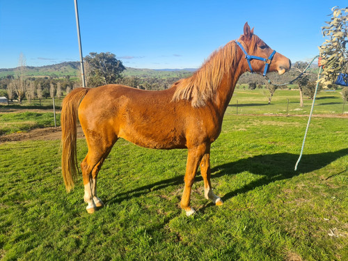 OSO CAPTIVATING | OSO ARABIANS