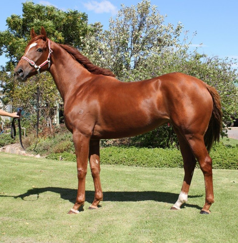 SAVANNAH QUEEN | OSO ARABIANS