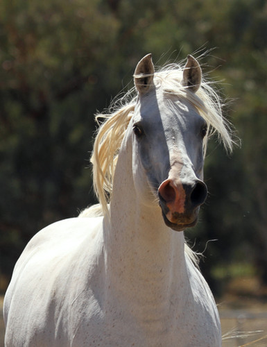 SDA SILVER LEGEND (US) | OSO ARABIANS