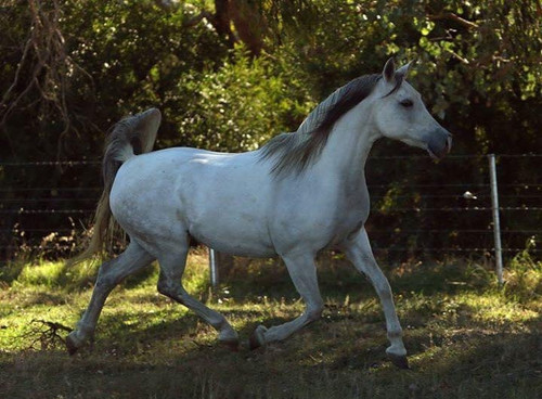 KELKETTE PARK DIVINITY | OSO ARABIANS