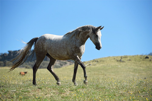 OSO LULU | OSO ARABIANS