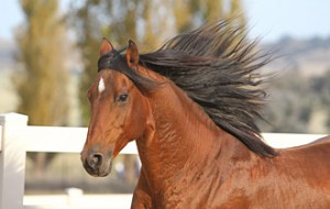 KELKETTE PARK LEGEND | OSO ARABIANS