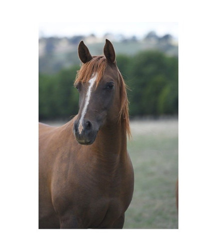AL MARAH HELENA (US) | OSO ARABIANS