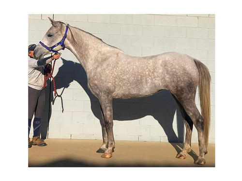 OSO KAYLA | OSO ARABIANS