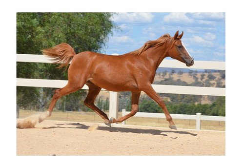 OSO DIAMOND DAZZLER | OSO ARABIANS