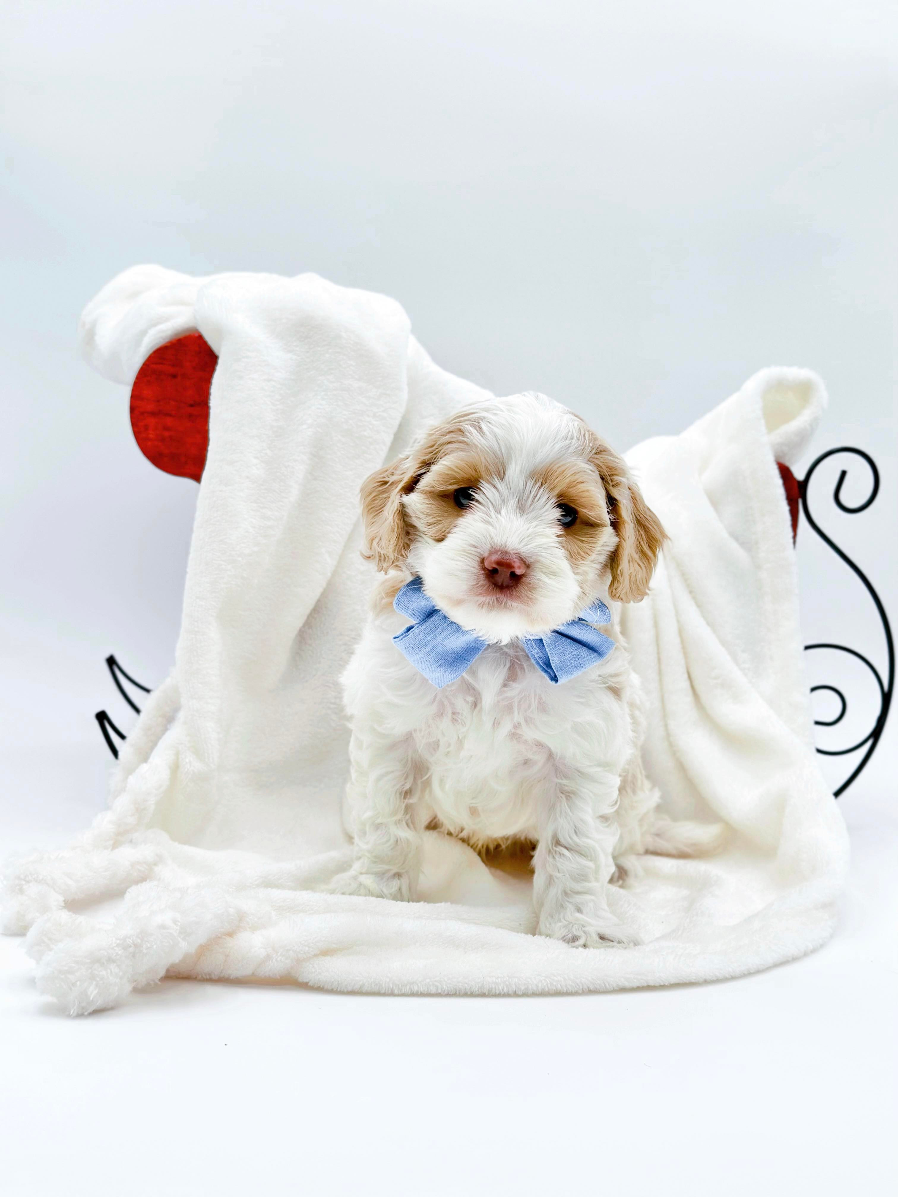 Cockapoo Puppies for Sale, NC Doodle Puppies