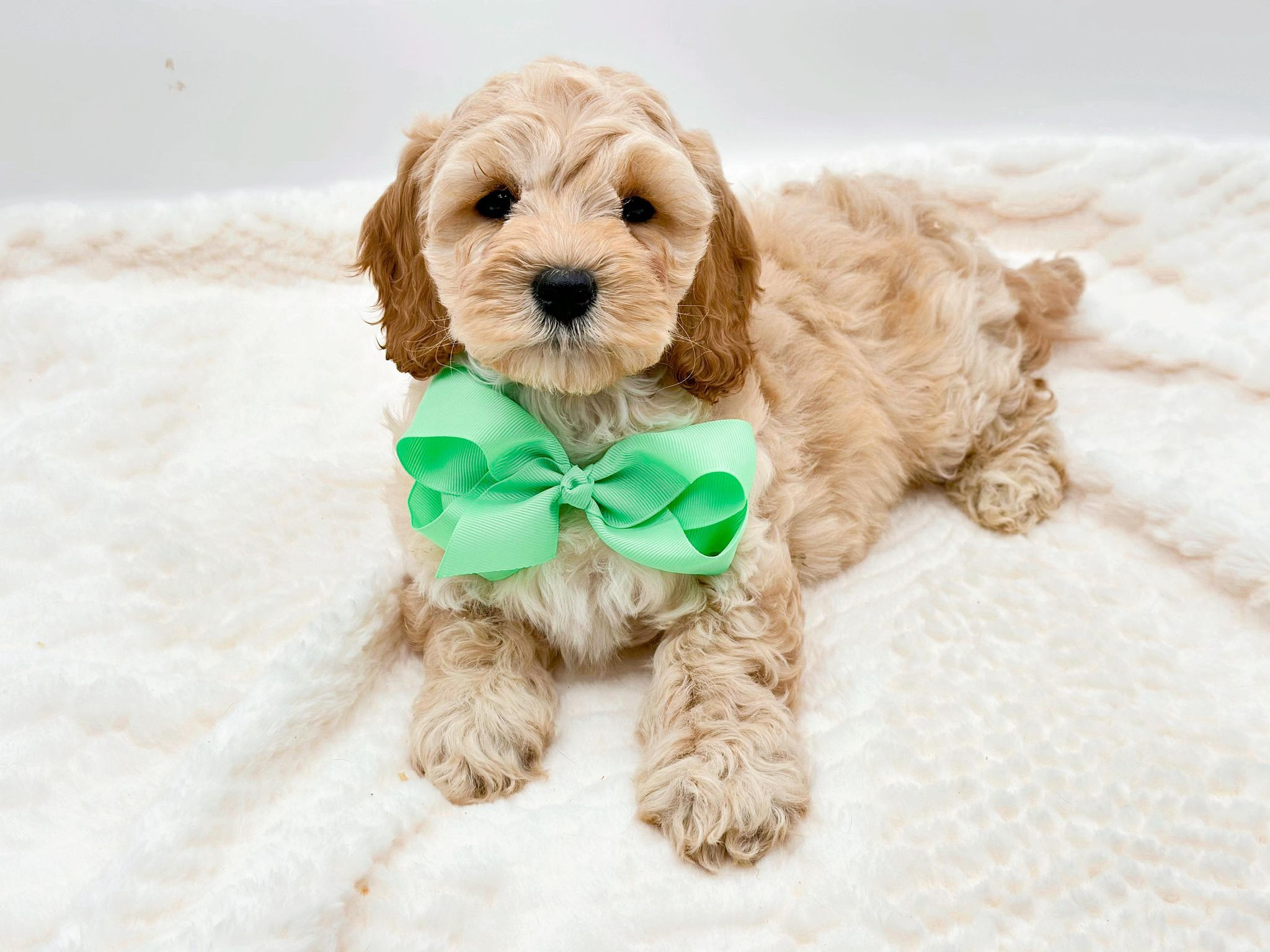 Cockapoo Puppies for Sale, NC Doodle Puppies