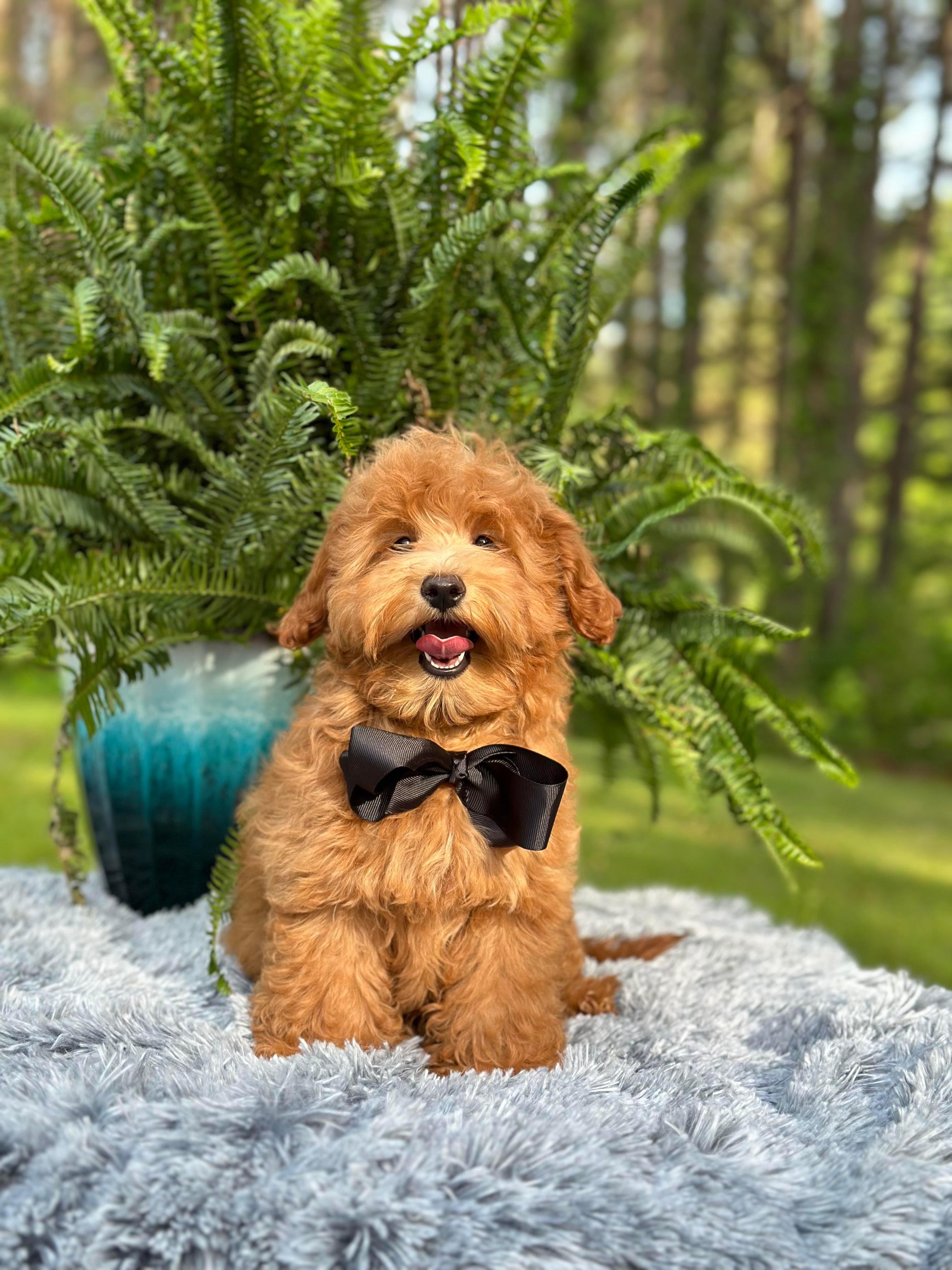 Cockapoo Puppies for Sale, NC Doodle Puppies