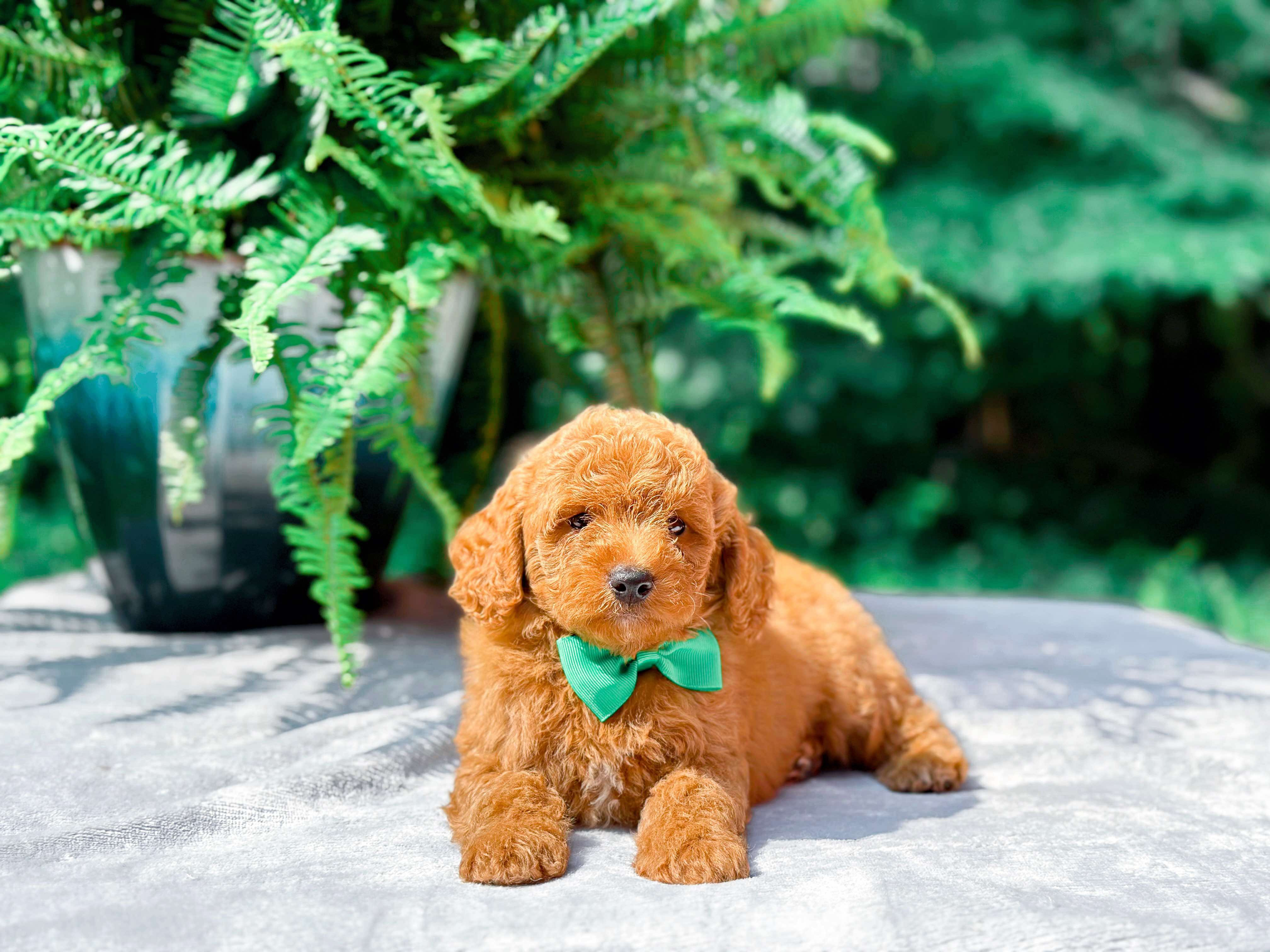 Cockapoo Puppies for Sale, NC Doodle Puppies