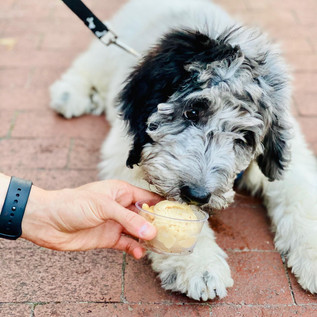 Home | NC Doodles Statesville NC Bernadoodle,Sheepadoodle,Goldendoodle