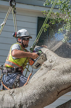 Home [www.lewistreeserviceinc.com]