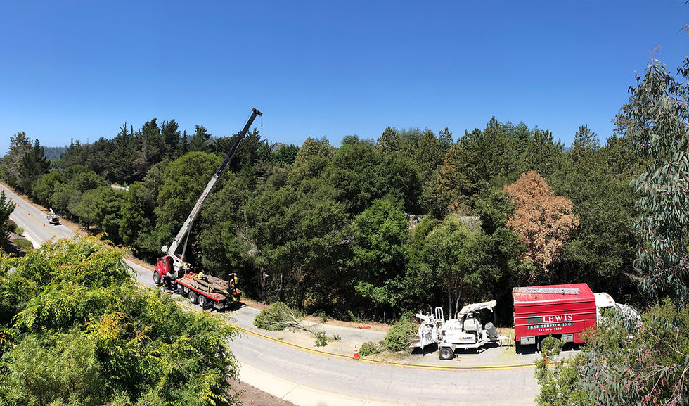 Home [www.lewistreeserviceinc.com]