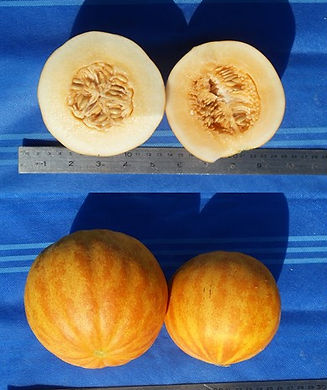 Melon Gallery | Israel | MelonArt