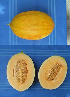 Melon Gallery | Israel | MelonArt