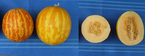 Melon Gallery | Israel | MelonArt