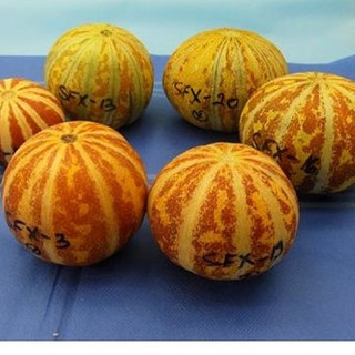 Melon Gallery | Israel | MelonArt