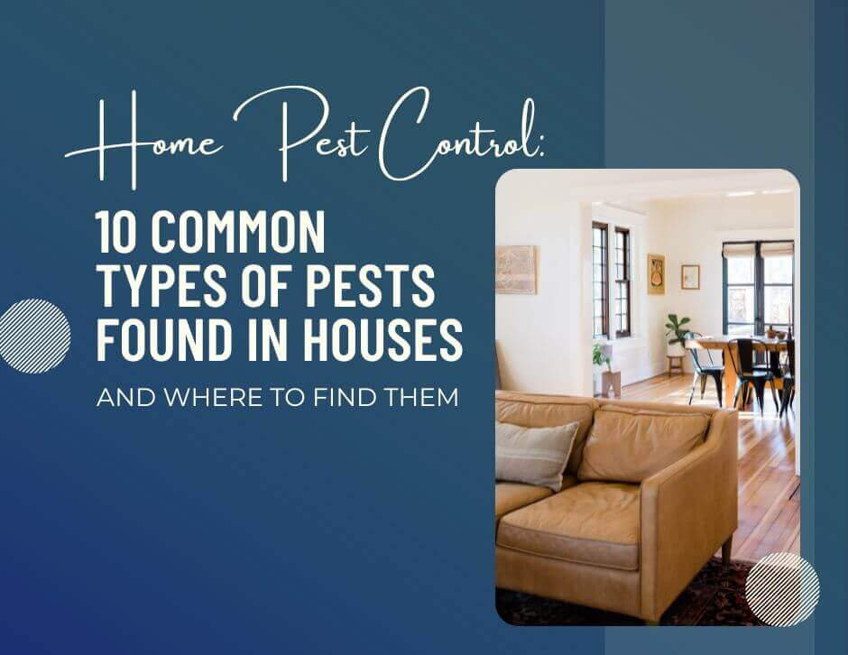 Home Pest Control: 10 Common Types of Pests Found in Houses and Where ...