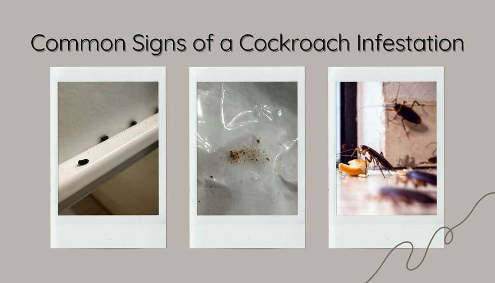 Practical Steps to Get Rid of Cockroaches | Cockroach Control